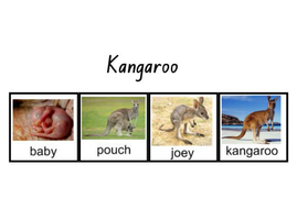 Life Cycle of Kangaroo - Interactive Activities and Worksheets ...