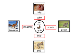 Life Cycle of Kangaroo - Interactive Activities and Worksheets ...