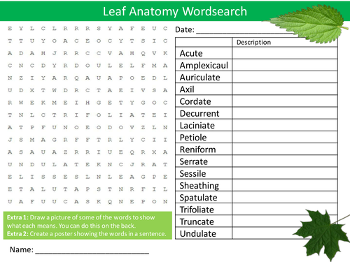 Leaf Anatomy Wordsearch Starter Activity Leaves Biology Homework Cover ...