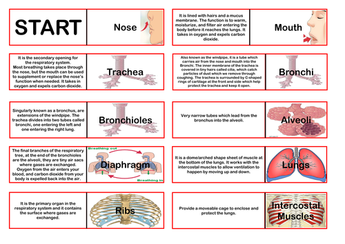 Edexcel 9-1 GCSE PE - The Respiratory System - Full Key Words Of Topic ...