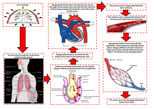 Edexcel 9-1 GCSE PE - The Respiratory System - How the CV & Respiratory ...