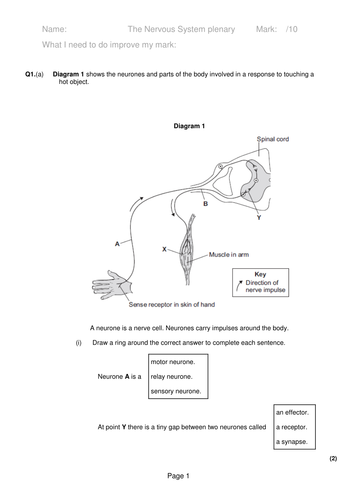 The Nervous System - New AQA Biology GCSE | Teaching Resources The Nervous System - New AQA Biology GCSE | Teaching Resources