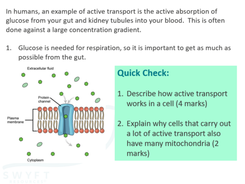 NEW AQA Trilogy GCSE (2016) Biology - Active Transport | Teaching Resources
