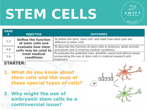 Types Of Cells Lessons Tes Teach Frontiers | Navigating The Brain And