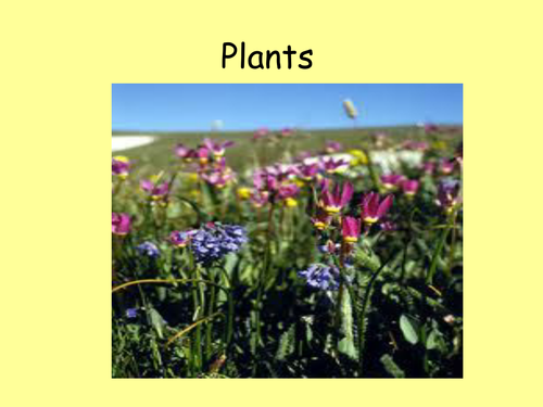 Science- Plants- Lower Key Stage 2- Year 3/4 | Teaching Resources