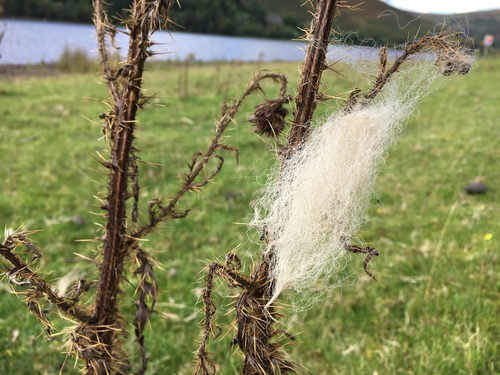 Wool: Textiles and Materials | Teaching Resources