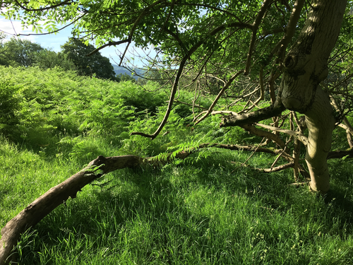 Things that are the Colour Green | Teaching Resources