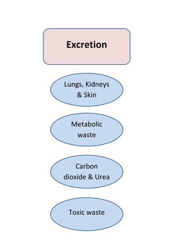 IGCSE Edexcel Kidney Resource Bundle | Teaching Resources