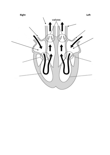 Heart/ Circulatory system. GCSE PE (1-9) | Teaching Resources
