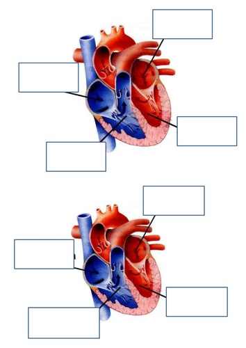 Heart/ Circulatory system. GCSE PE (1-9) | Teaching Resources