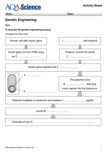 New AQA (9-1) GCSE Biology IVE:Genetic Engineering (4.6.2.4) | Teaching ...