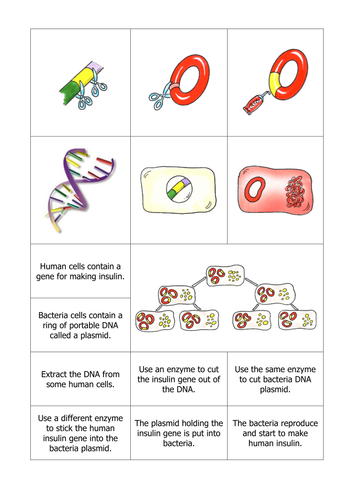 New AQA (9-1) GCSE Biology IVE:Genetic Engineering (4.6.2.4) | Teaching ...
