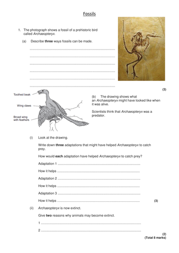 New AQA (9-1) GCSE Biology IVE:Fossils and Evidence of Evolution (4.6.3 ...