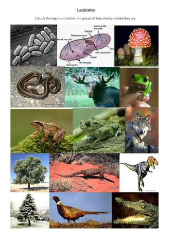 New AQA (9-1) GCSE Biology IVE - Classification of Living Organisms (4. ...
