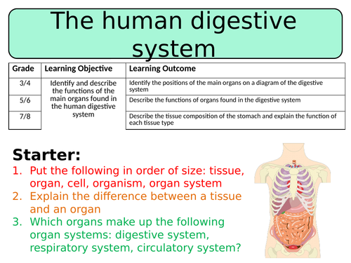 NEW AQA Trilogy GCSE (2016) Biology - The human digestive system ...