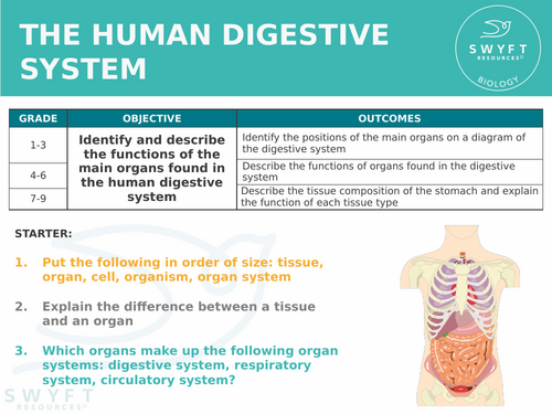 NEW AQA Trilogy GCSE (2016) Biology - The human digestive system ...