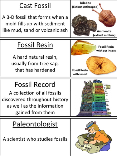 Types of Fossils Word Wall Cards | Teaching Resources