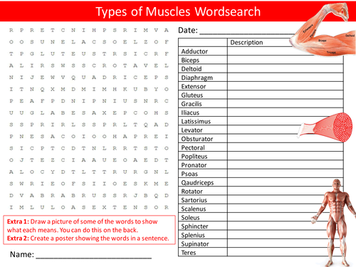 Types of Muscles Wordsearch PE Sport Anatomy Literacy Starter Activity ...