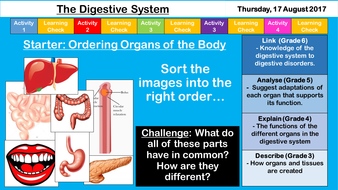 The Digestive System - NEW AQA KS3/GCSE | Teaching Resources