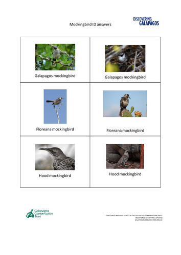Evolution of a Mockingbird (Galapagos study) | Teaching Resources