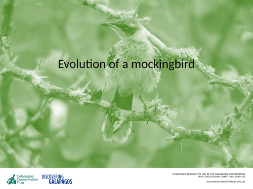 Evolution of a Mockingbird (Galapagos study) | Teaching Resources