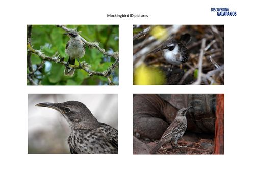 Evolution of a Mockingbird (Galapagos study) | Teaching Resources