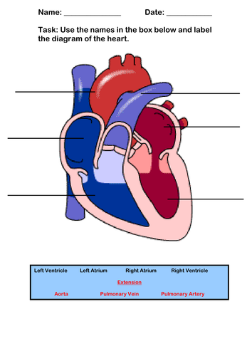 AS OCR ANATOMY & PHYSIOLOGY CARDIOVASCULAR WORKSHEETS (NEW SPEC 2016 ...