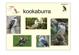 Life Cycle of a Kookaburra - Interactive Activities and Worksheets ...