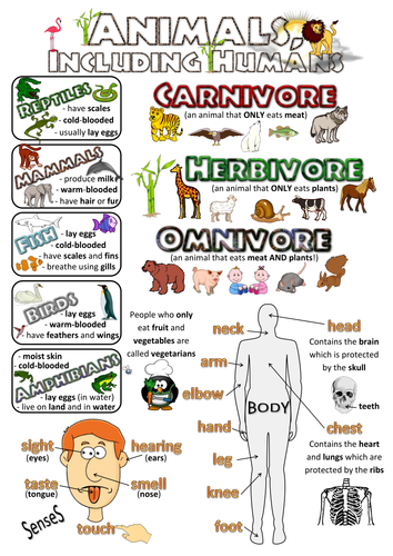 Year 1 Science Assessment: Animals, Including Humans + Revision Sheet ...