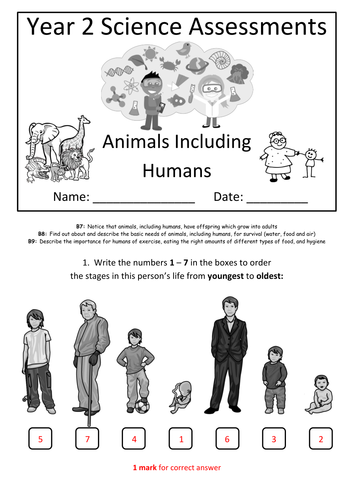 Year 2 Science Assessment: Animals, Including Animals + Revision Sheet ...