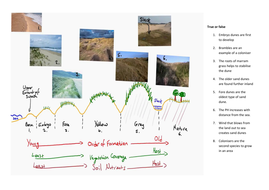 5.3.2 Small-scale ecosystems: Sand dunes | Teaching Resources