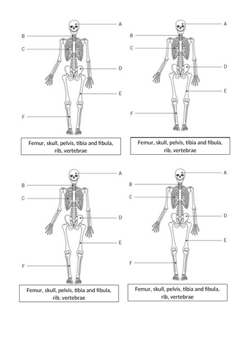 The skeleton - complete lesson (KS3) | Teaching Resources
