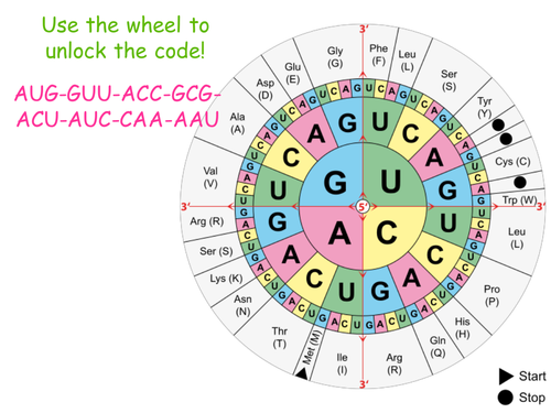 Cellular Control NEW A-level biology spec: Lac operon; Homeobox; Body ...