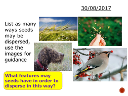 Seed dispersal - complete lesson (KS3) | Teaching Resources