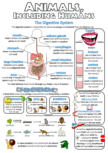 Year 4 Science Assessment: Animals, Including Humans + Revision Sheet ...