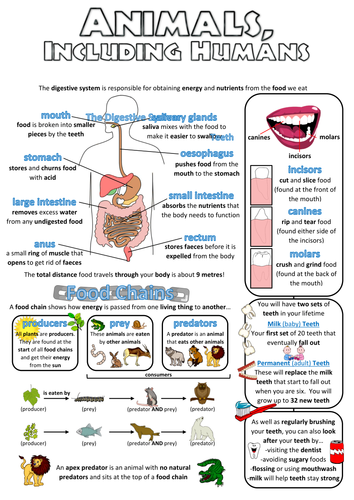 Year 4 Science Assessment: Animals, Including Humans + Revision Sheet ...