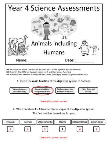 Year 4 Science Assessment: Animals, Including Humans + Revision Sheet ...