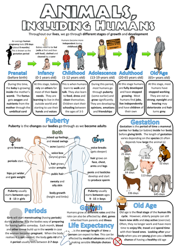 Year 5 Science Assessment: Animals, Including Humans + Revision Sheet ...