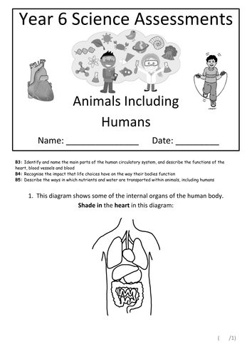 Year 6 Science Assessment: Animals Including Humans + Revision Sheet ...