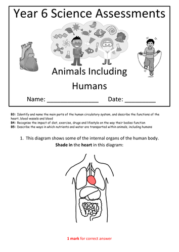 Year 6 Science Assessment: Animals Including Humans + Revision Sheet ...