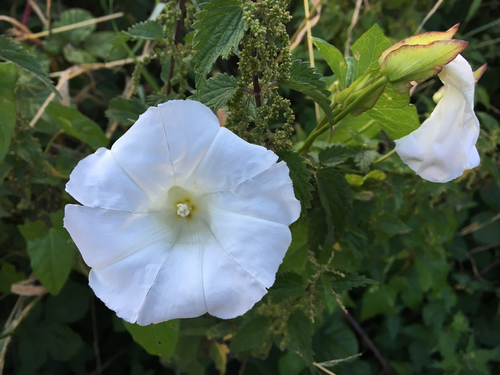 Kent, England | Teaching Resources