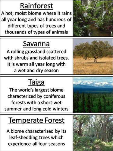 Biomes Word Wall Cards | Teaching Resources