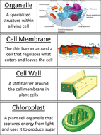 Cell Organelles Word Wall Cards | Teaching Resources