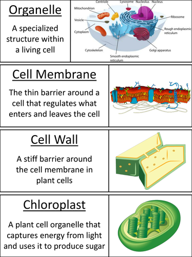 Cell Organelles Word Wall Cards | Teaching Resources