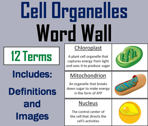 Cell Organelles Word Wall Cards | Teaching Resources