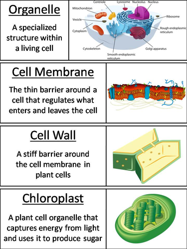 Cell Organelles Word Wall Cards | Teaching Resources