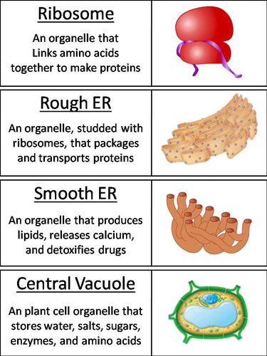 Cell Organelles Word Wall Cards | Teaching Resources
