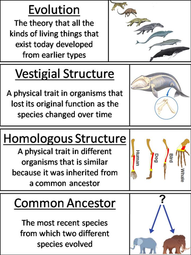Evolution Word Wall Cards | Teaching Resources