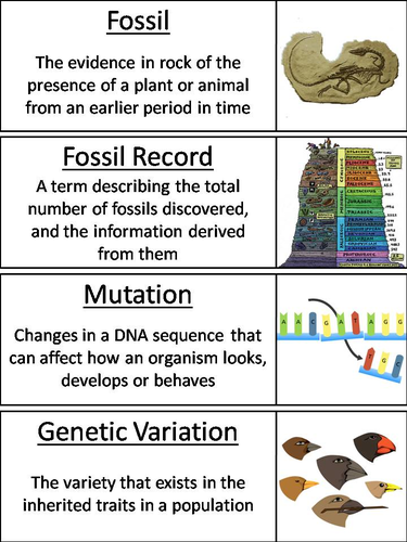 Evolution Word Wall Cards | Teaching Resources