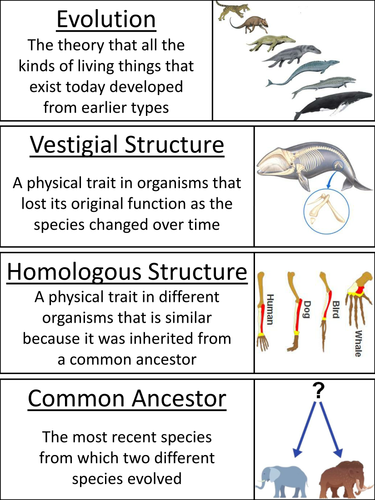 Evolution Word Wall Cards | Teaching Resources